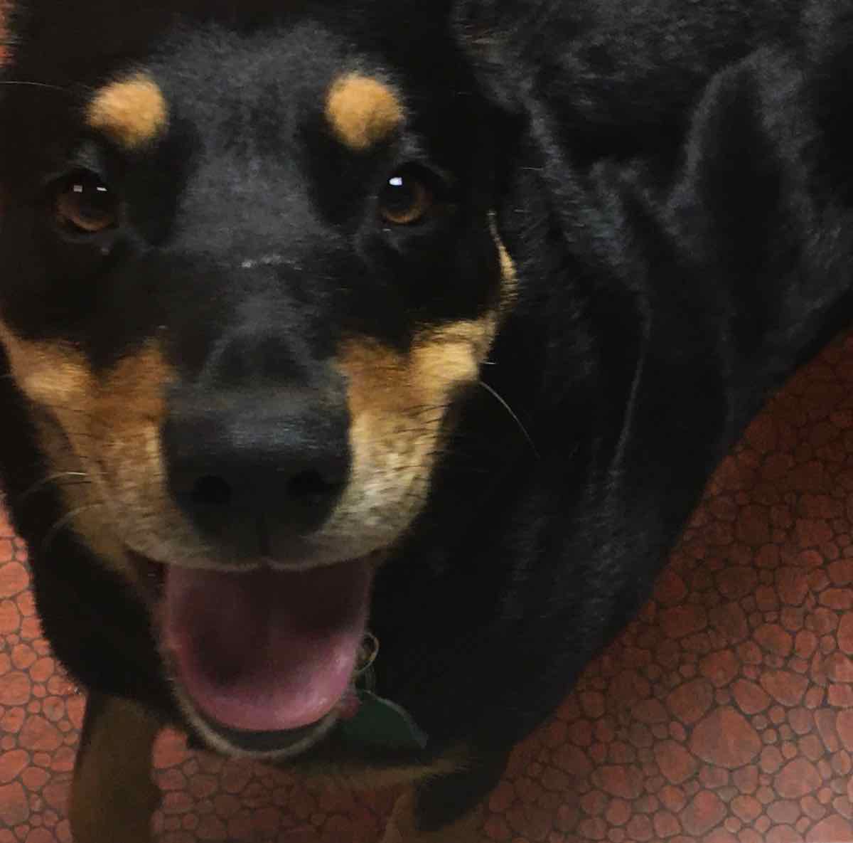 Dixie and the iPhone – Dixie Dog Tails