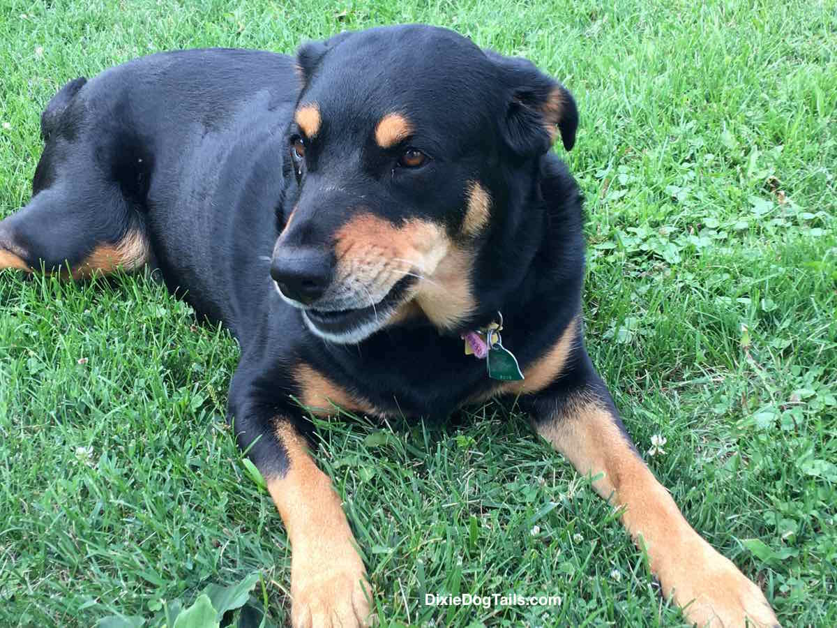 Those Darn Birds! – Dixie Dog Tails