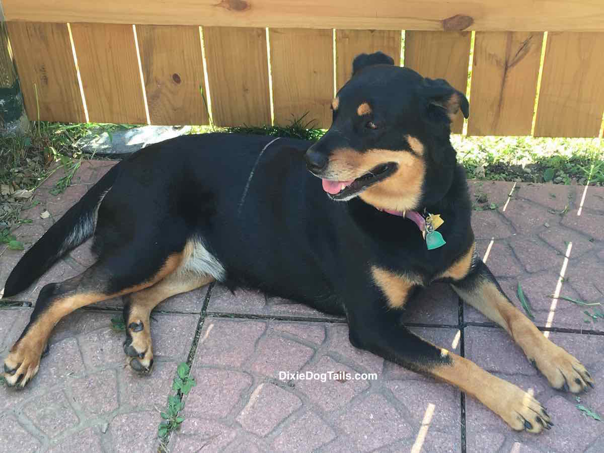 Snoopervising Project Done – Dixie Dog Tails